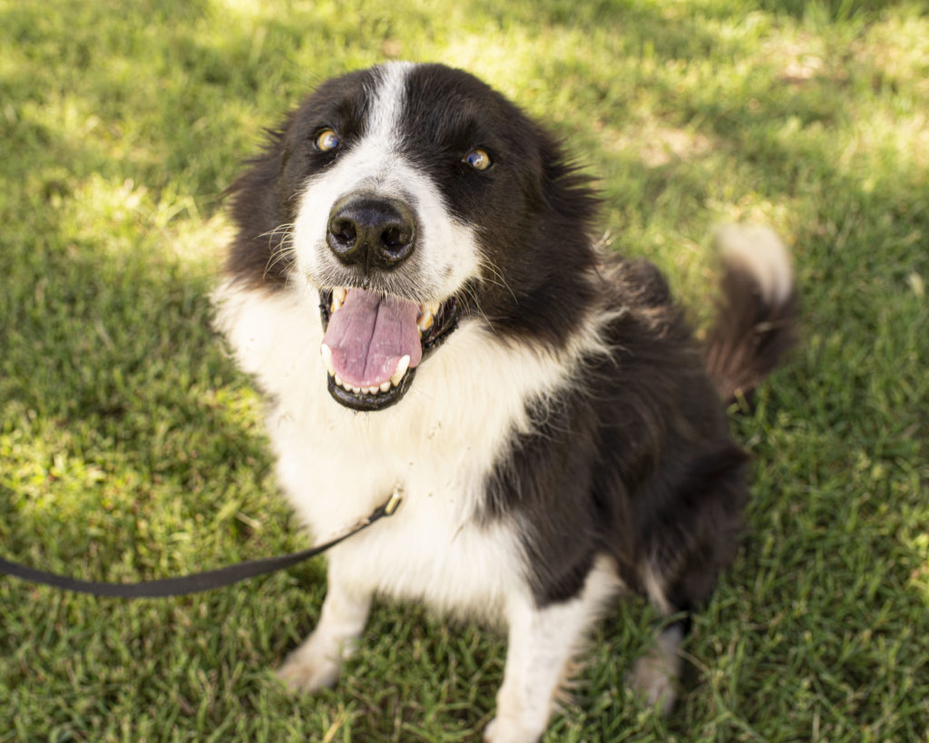 Dogs making a difference - MetroFamily Magazine