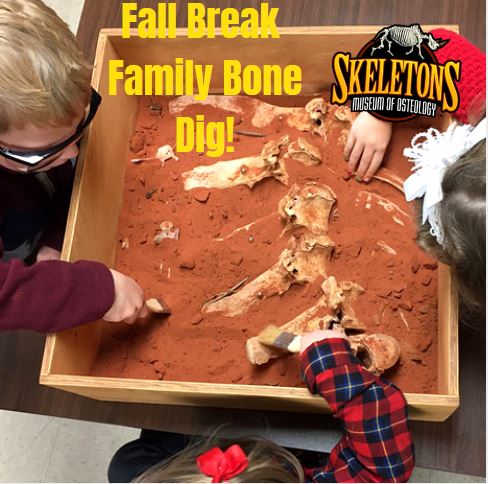 Fall Break Family Bone Dig at Skeleton: Museum of Osteology ...