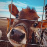 2022 OKC Fall Fun Guide - MetroFamily Magazine