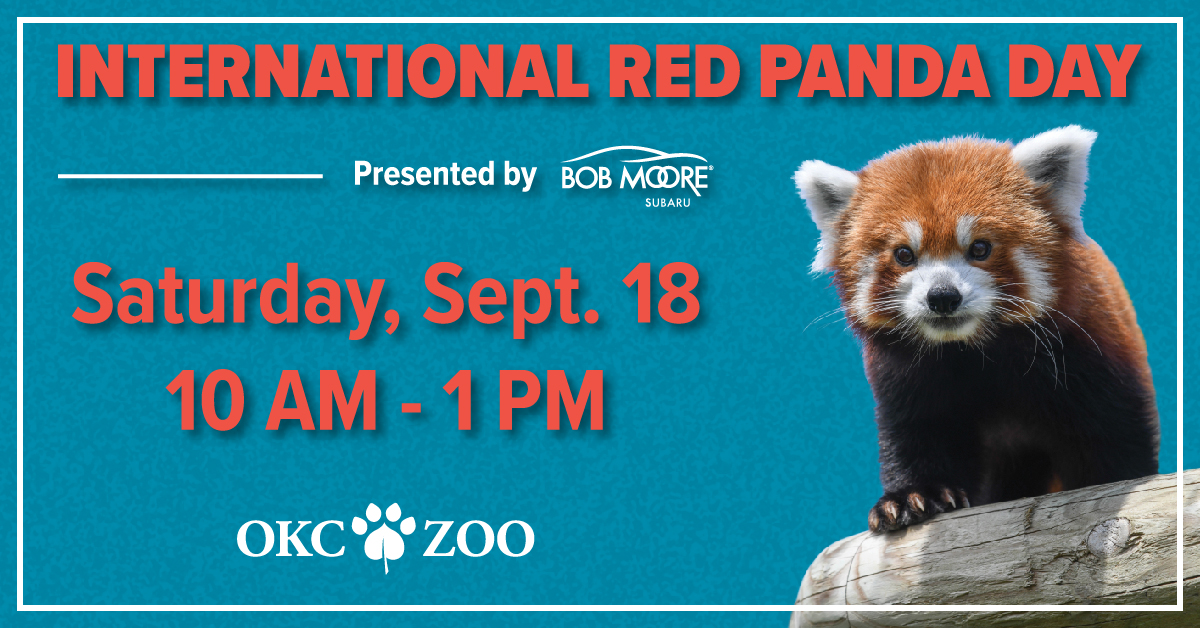 International Red Panda Day at the OKC Zoo - MetroFamily Magazine