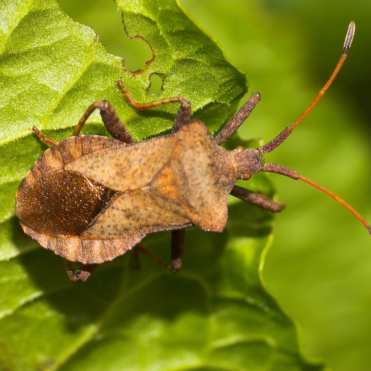 Buggin’ Out! at Scissortail Park - MetroFamily Magazine